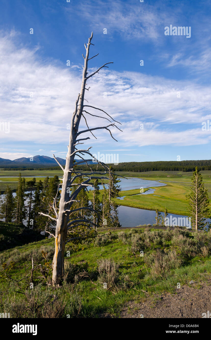 tree in Yellowstone National Park in Wyoming in the United States of ...