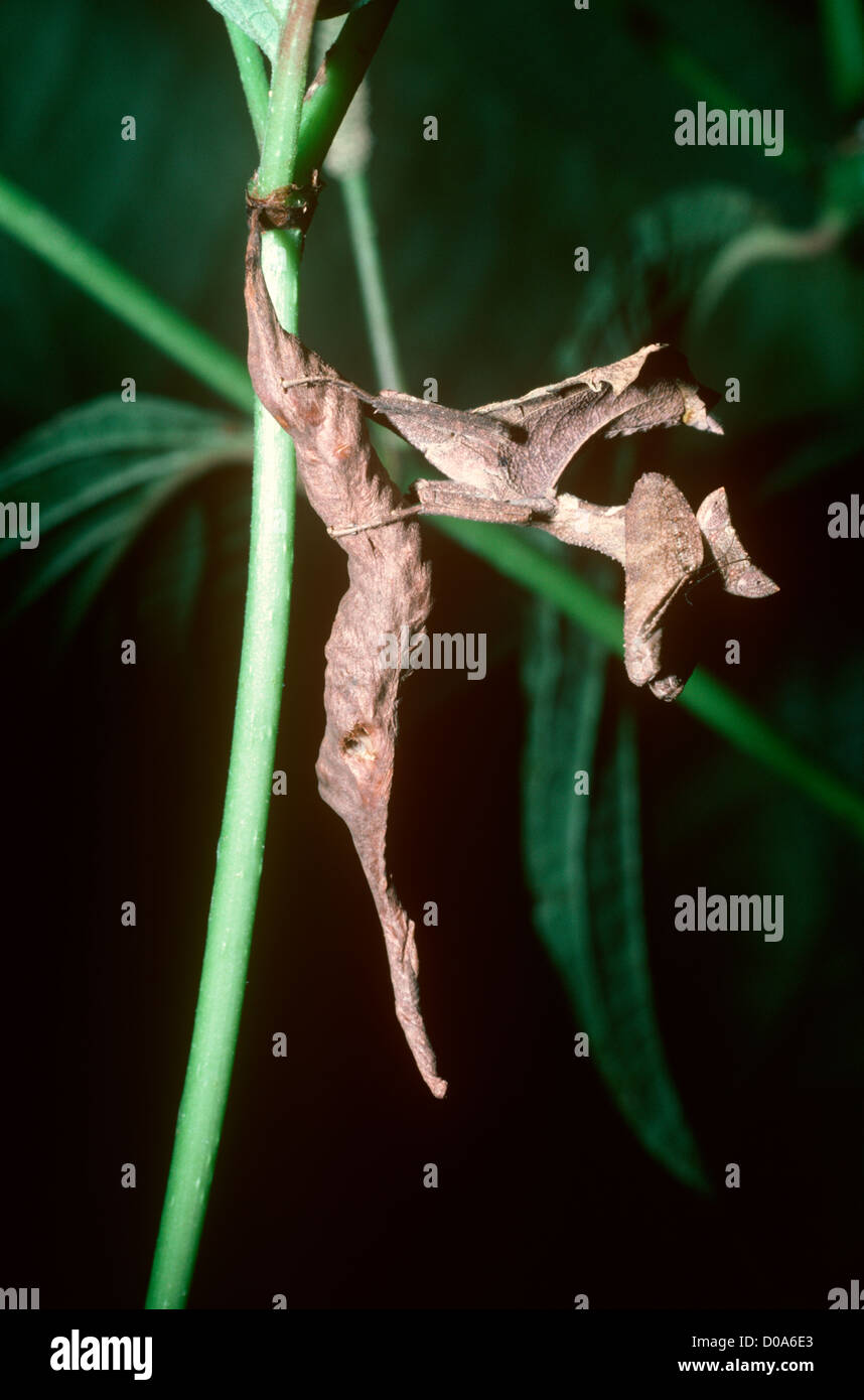 Female mantis guarding her egg case hi-res stock photography and images ...