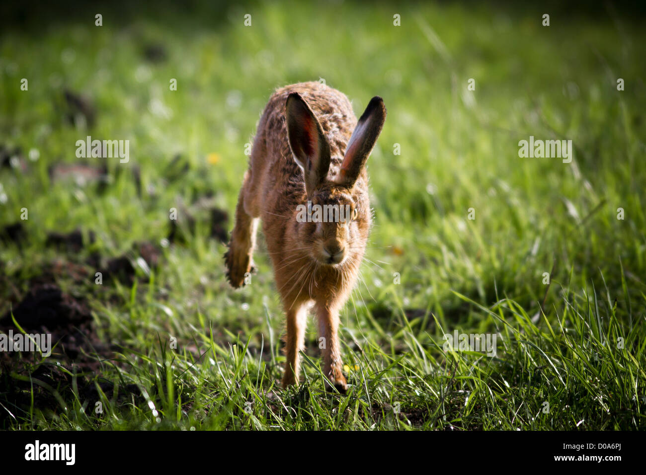 A Brown Hare running towards to the camera Stock Photo - Alamy