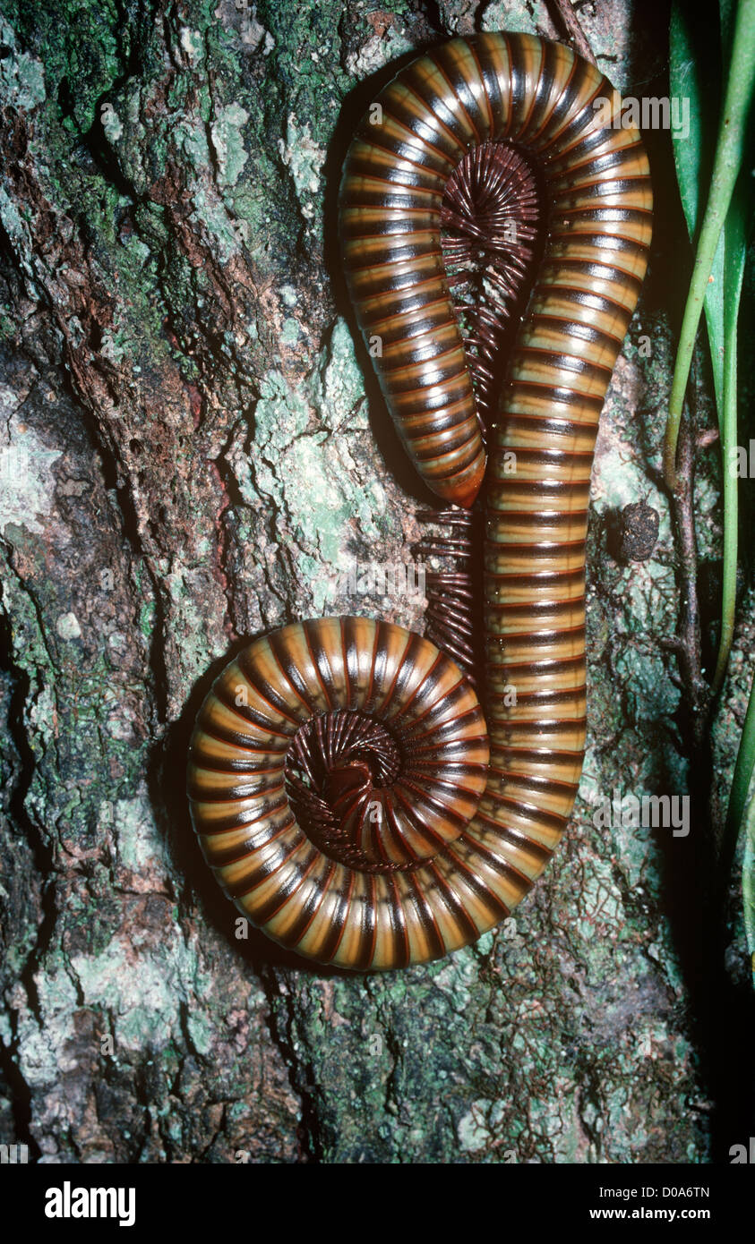 Giant millipede 25cm long on a tree in rainforest Thailand Stock Photo ...