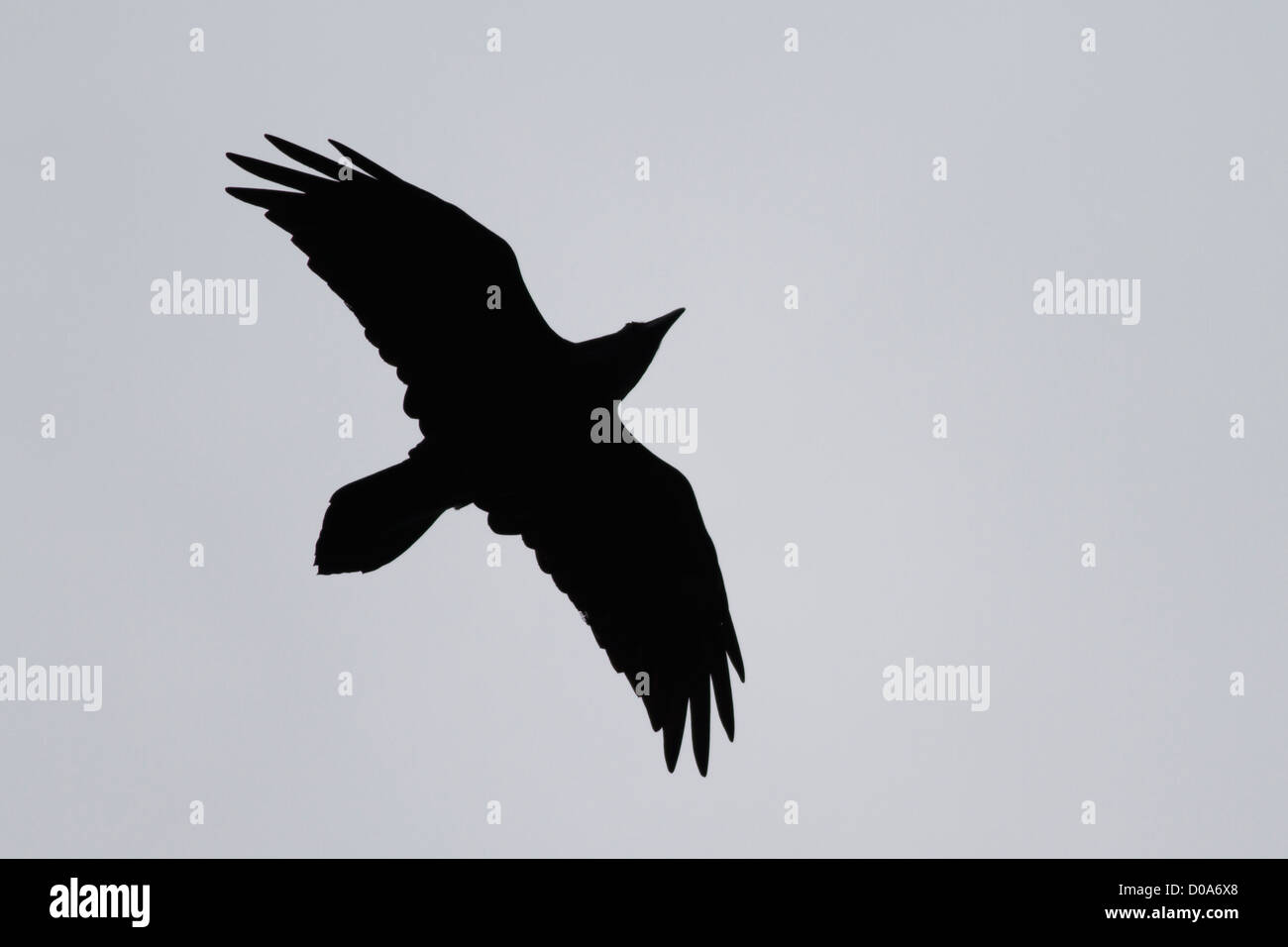 Raven outline silhouette Stock Photo - Alamy