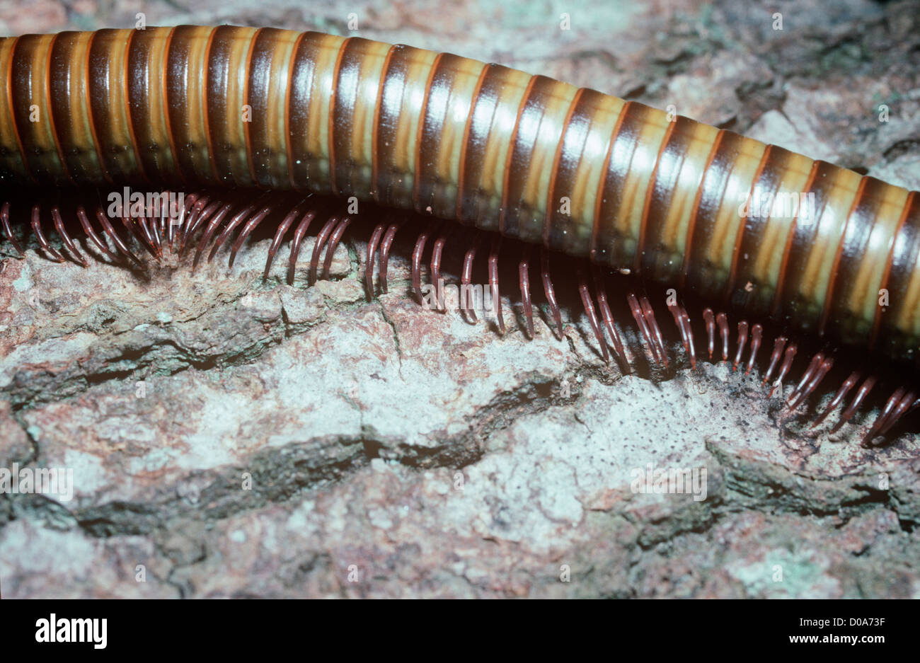 Giant millipede 25cm long on a tree in rainforest, showing how the legs ...