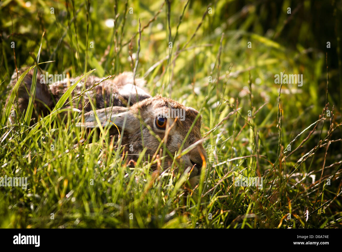 Brown Hare hiding in long grass Stock Photo - Alamy