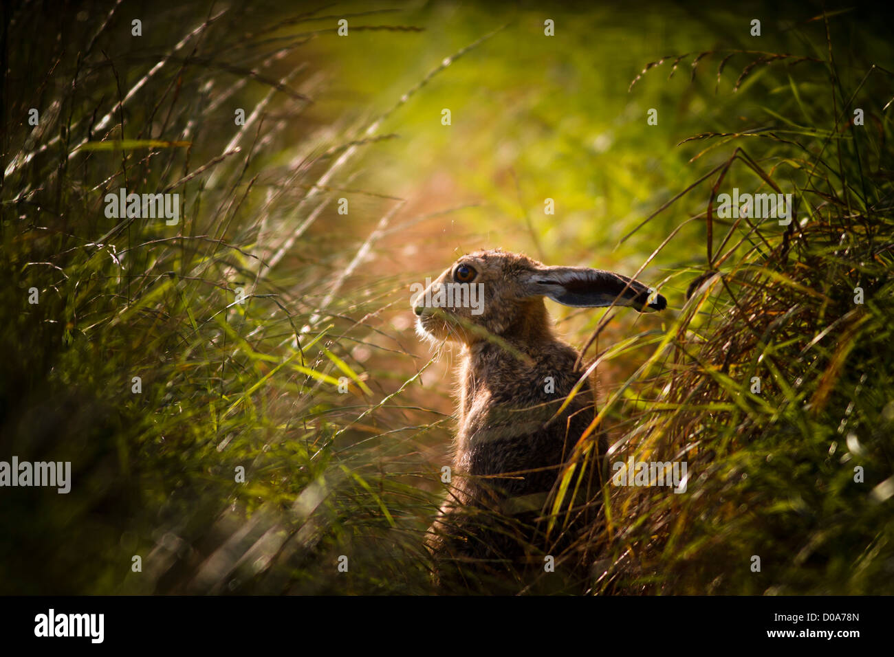 Hare ears back hi-res stock photography and images - Alamy