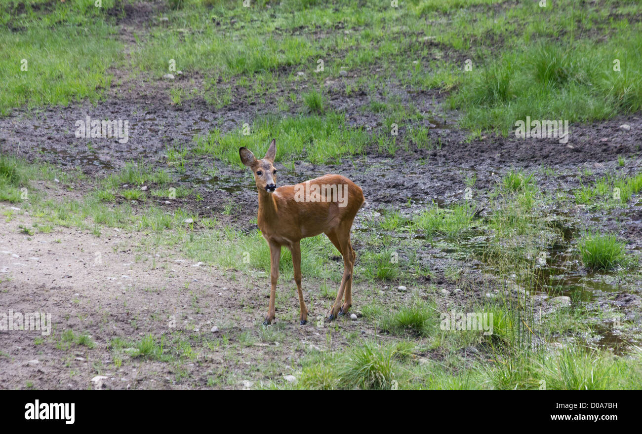 Standing deer hi-res stock photography and images - Alamy