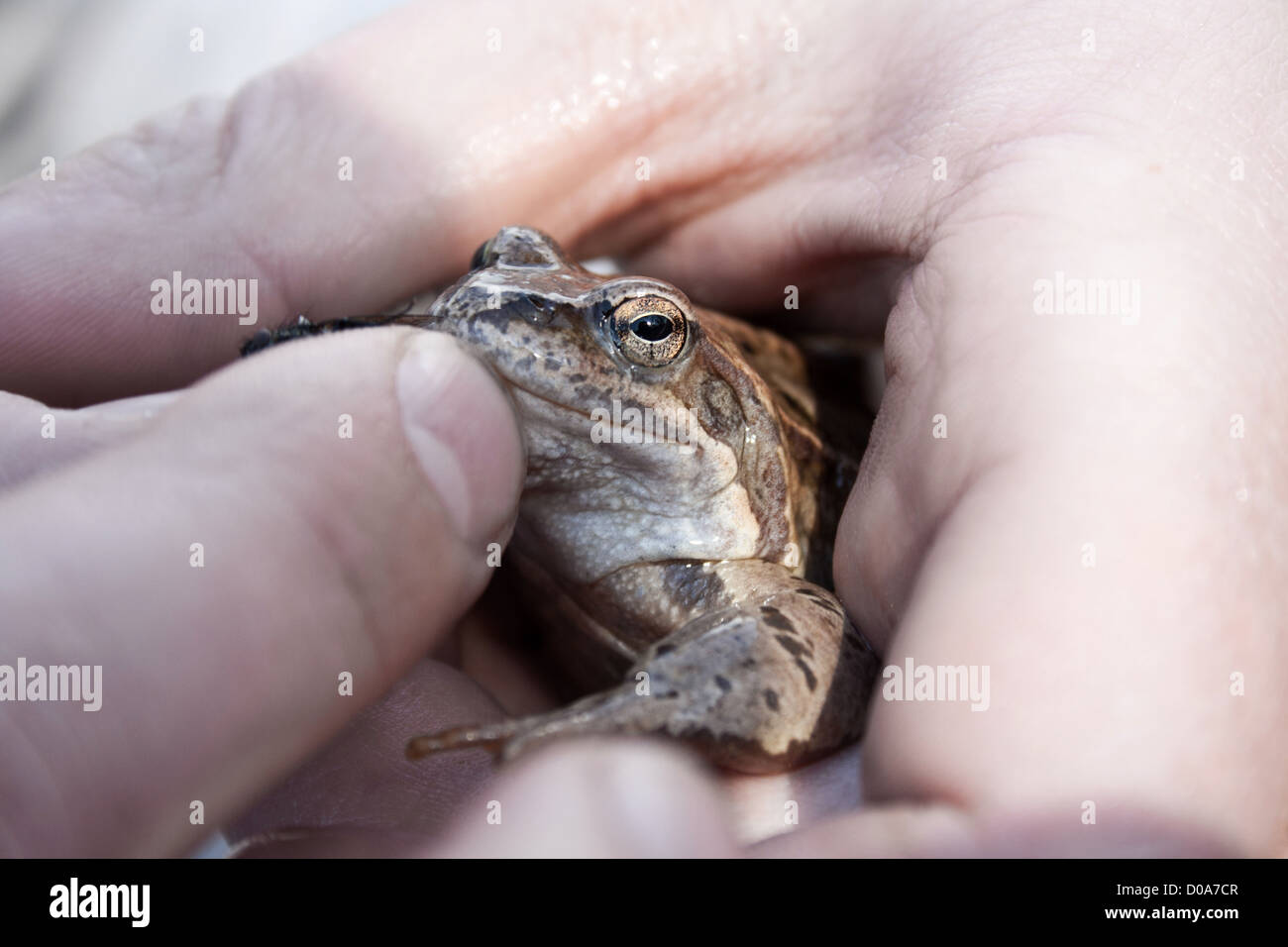 Frog safe hi-res stock photography and images - Alamy