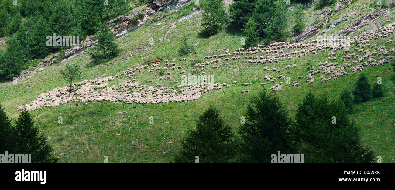 Sheep in the alps hi-res stock photography and images - Alamy