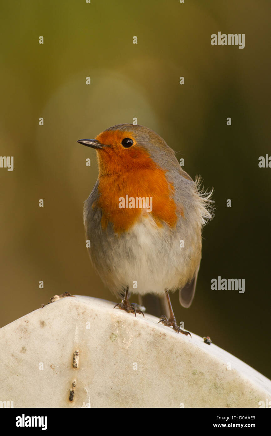 Robin on gravestone hi-res stock photography and images - Alamy
