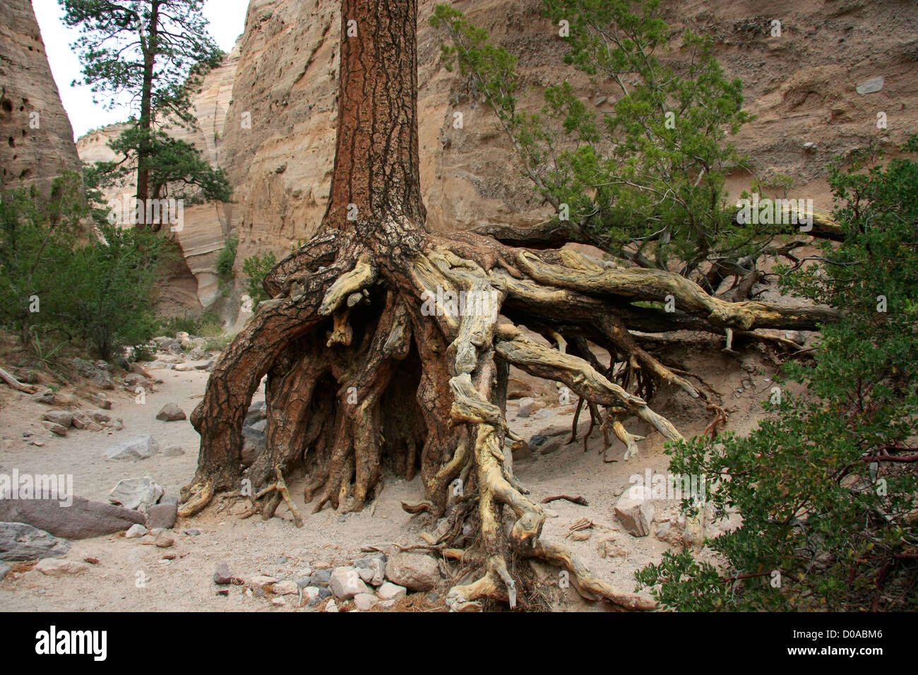 Huge root hi-res stock photography and images - Alamy