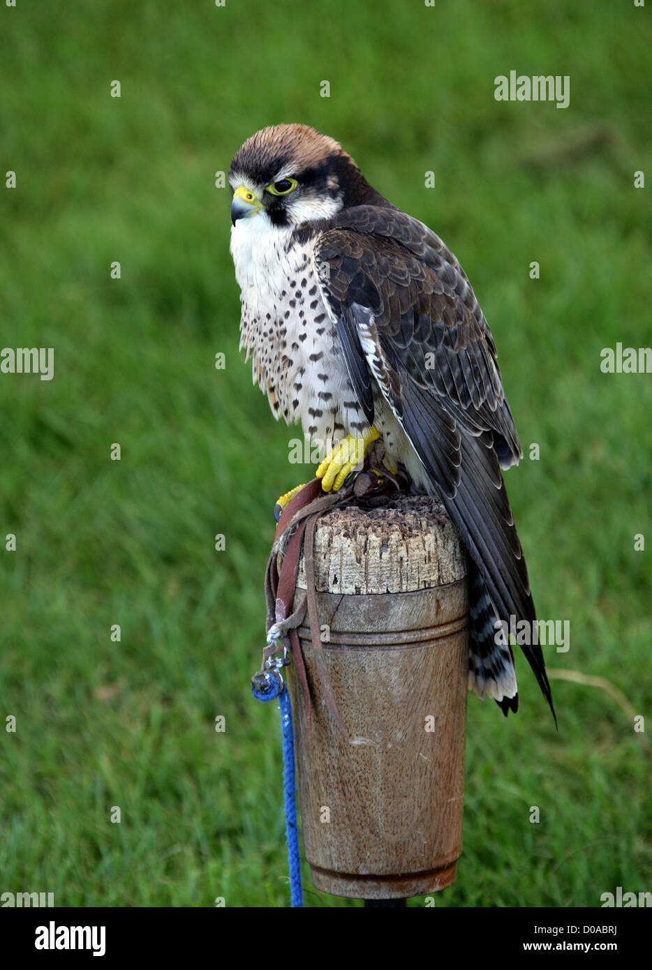 Lanner Falcon, Falco biarmicus, Falconidae, Falconiformes. Europe ...