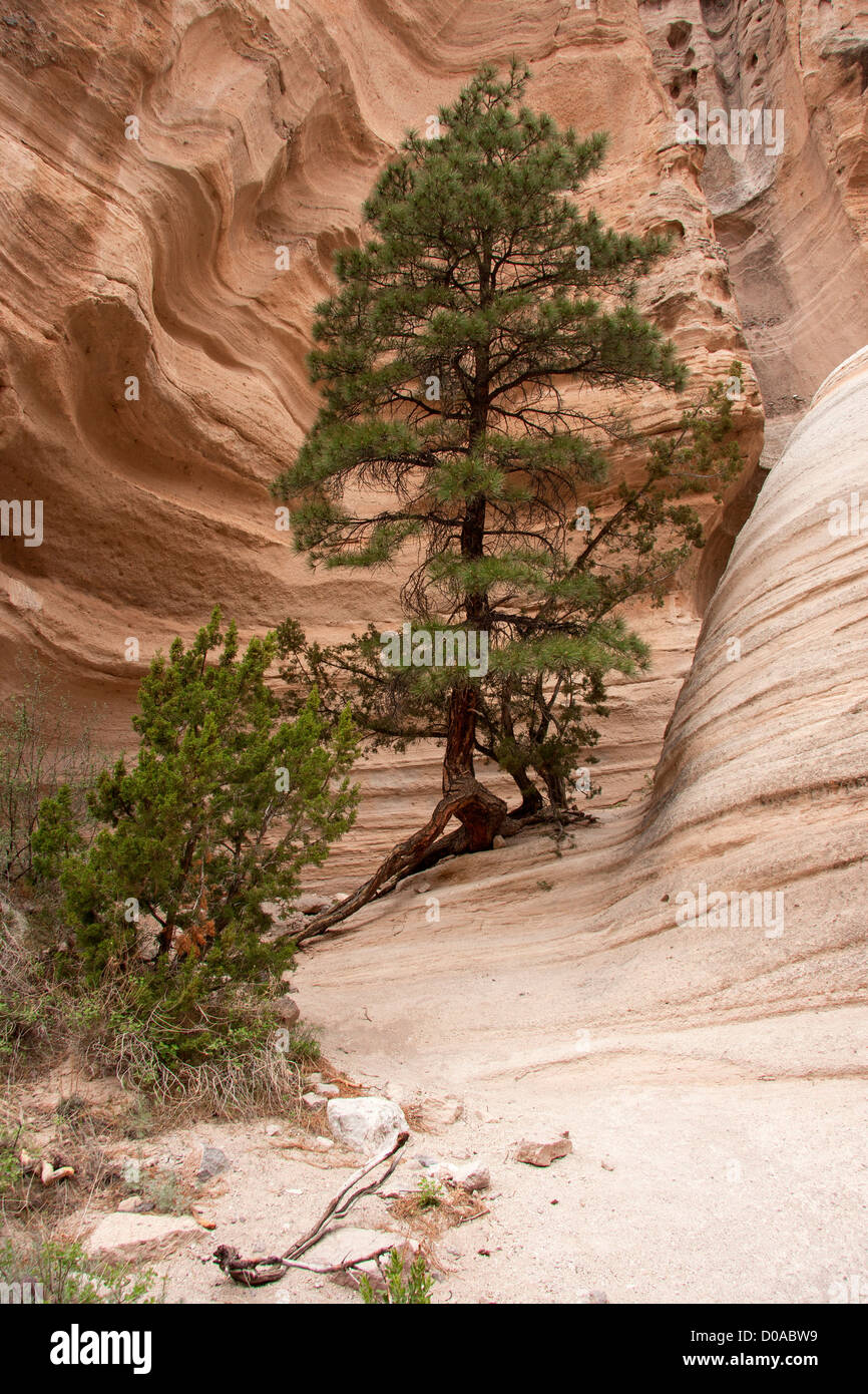 A tree is growing in the canyon Stock Photo - Alamy