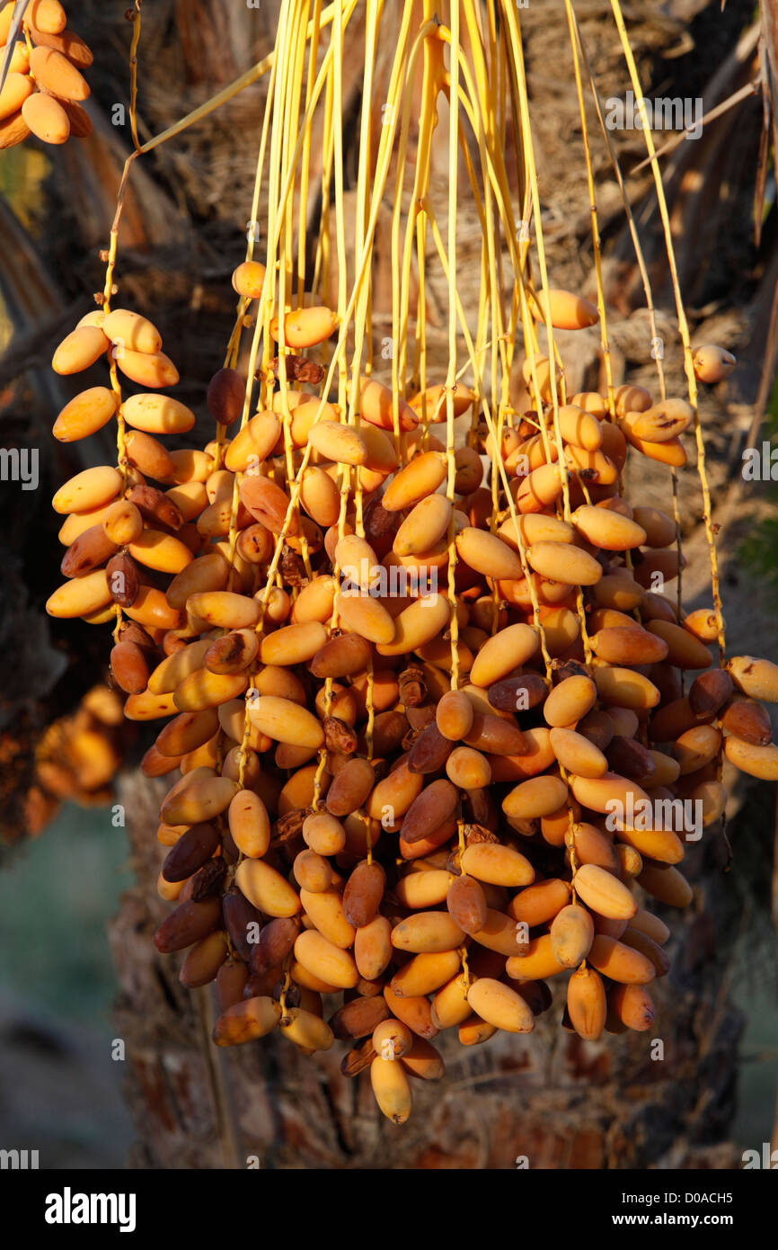Date palm phoenix sp hi-res stock photography and images - Alamy