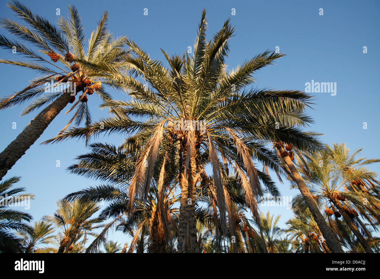 Date palm phoenix sp hi-res stock photography and images - Alamy