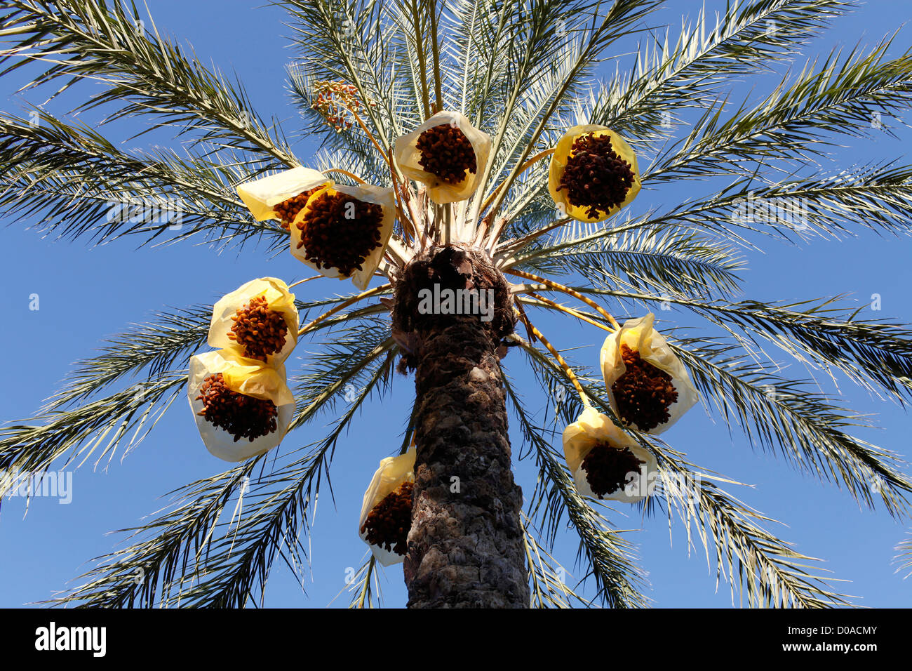 Harvesting dates palm tree hi-res stock photography and images - Alamy