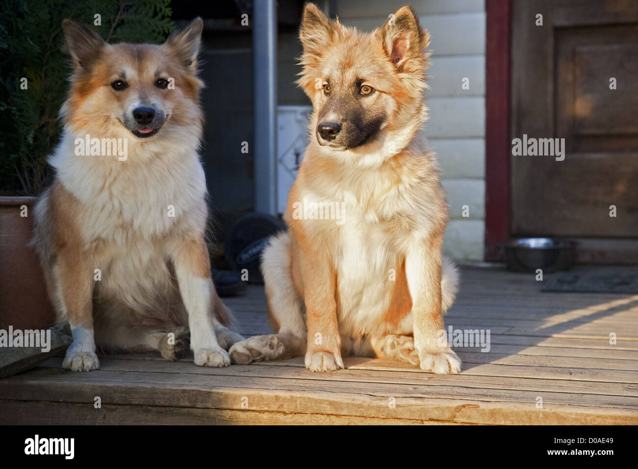 Sheepdogs hi-res stock photography and images - Alamy