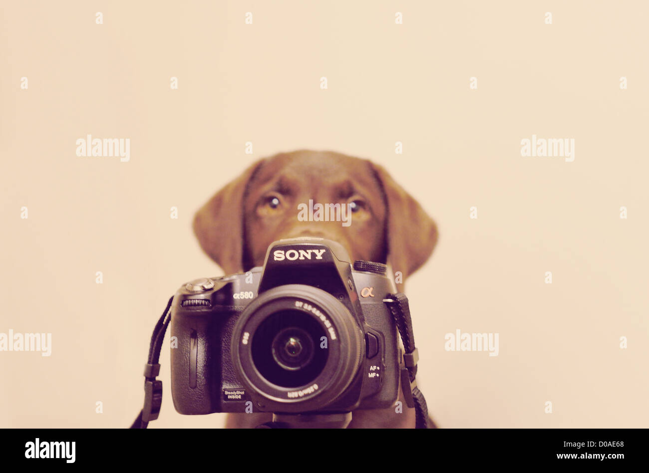16 week old chocolate Labrador puppy Stock Photo - Alamy