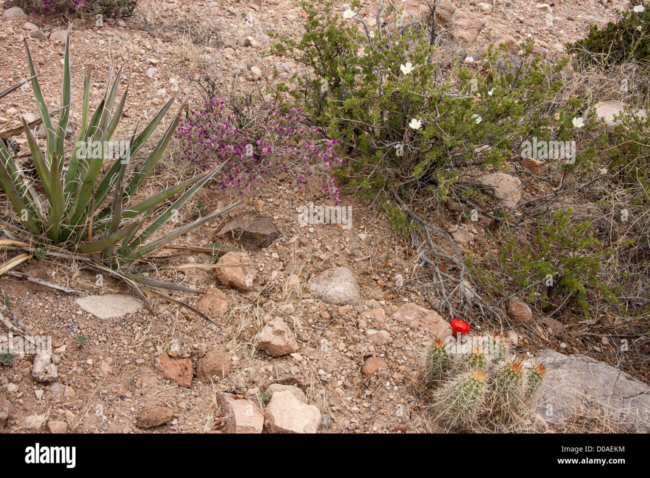 Plants in the desert Stock Photo - Alamy