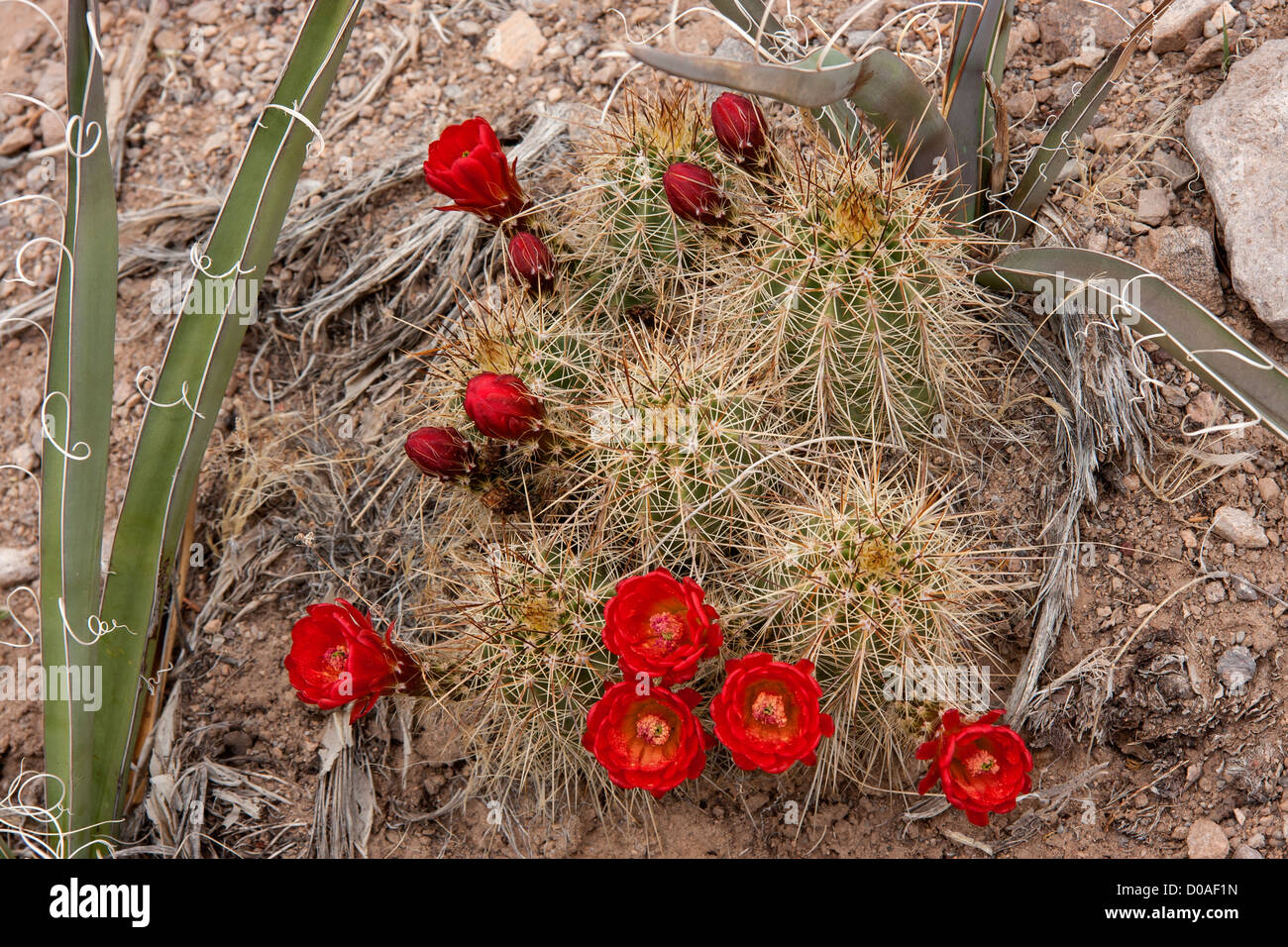 Plants in the desert Stock Photo - Alamy