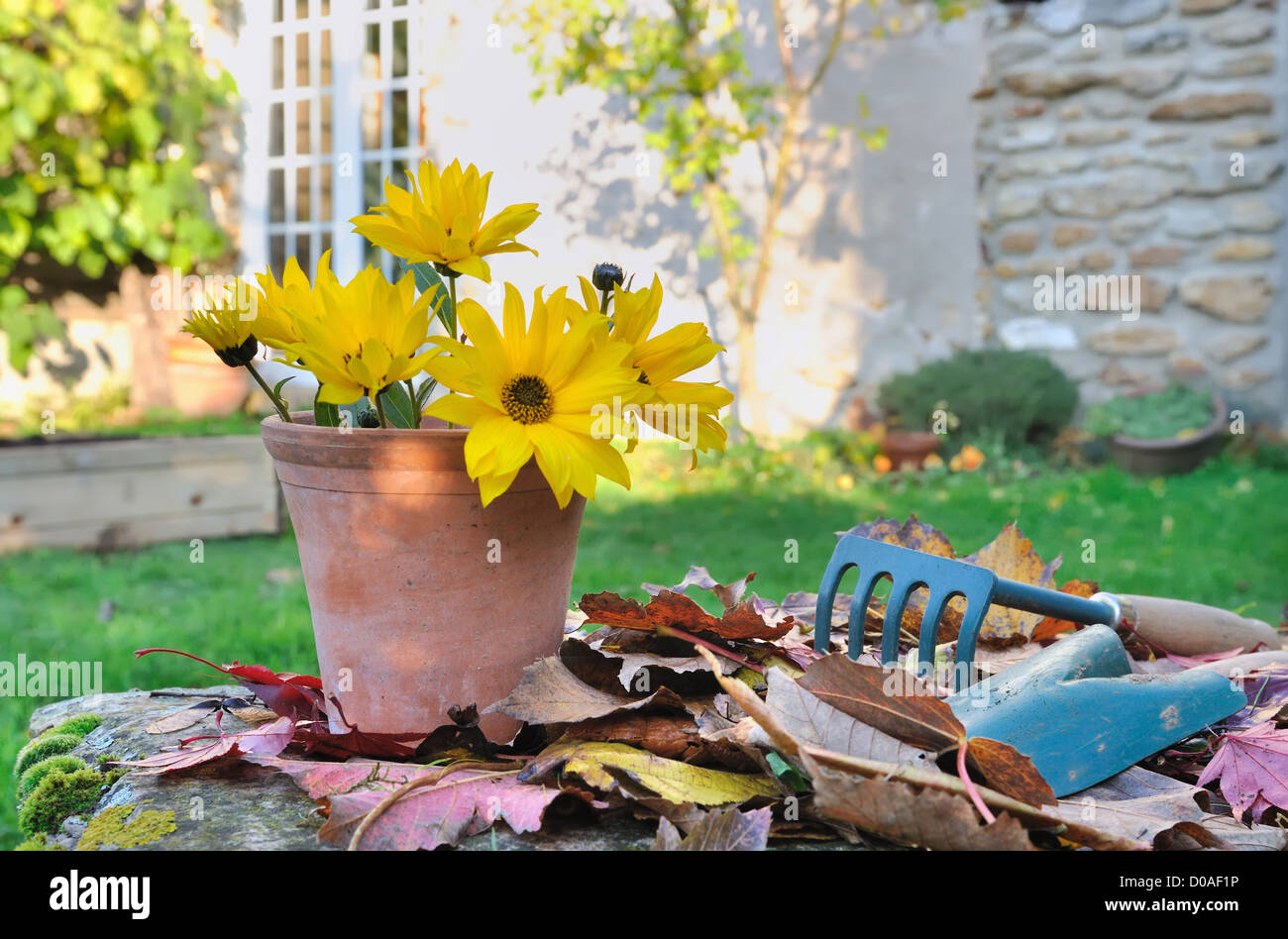 Daisies in pot hi-res stock photography and images - Alamy