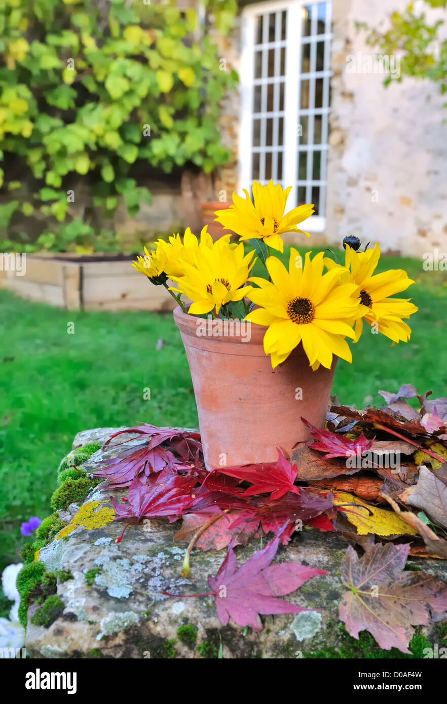 Daisies in pot hi-res stock photography and images - Alamy
