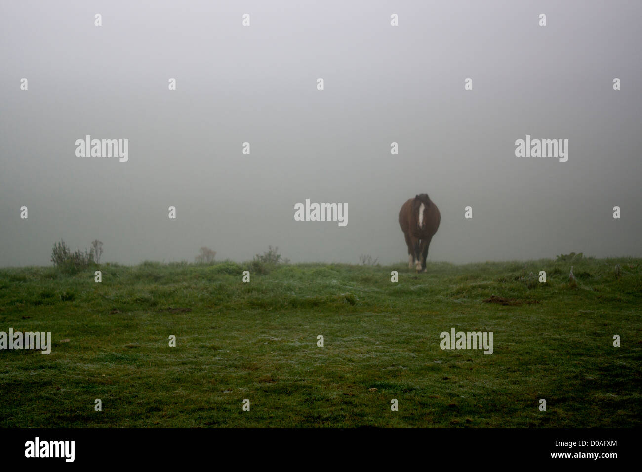 A brown horse walking through the mist Stock Photo - Alamy