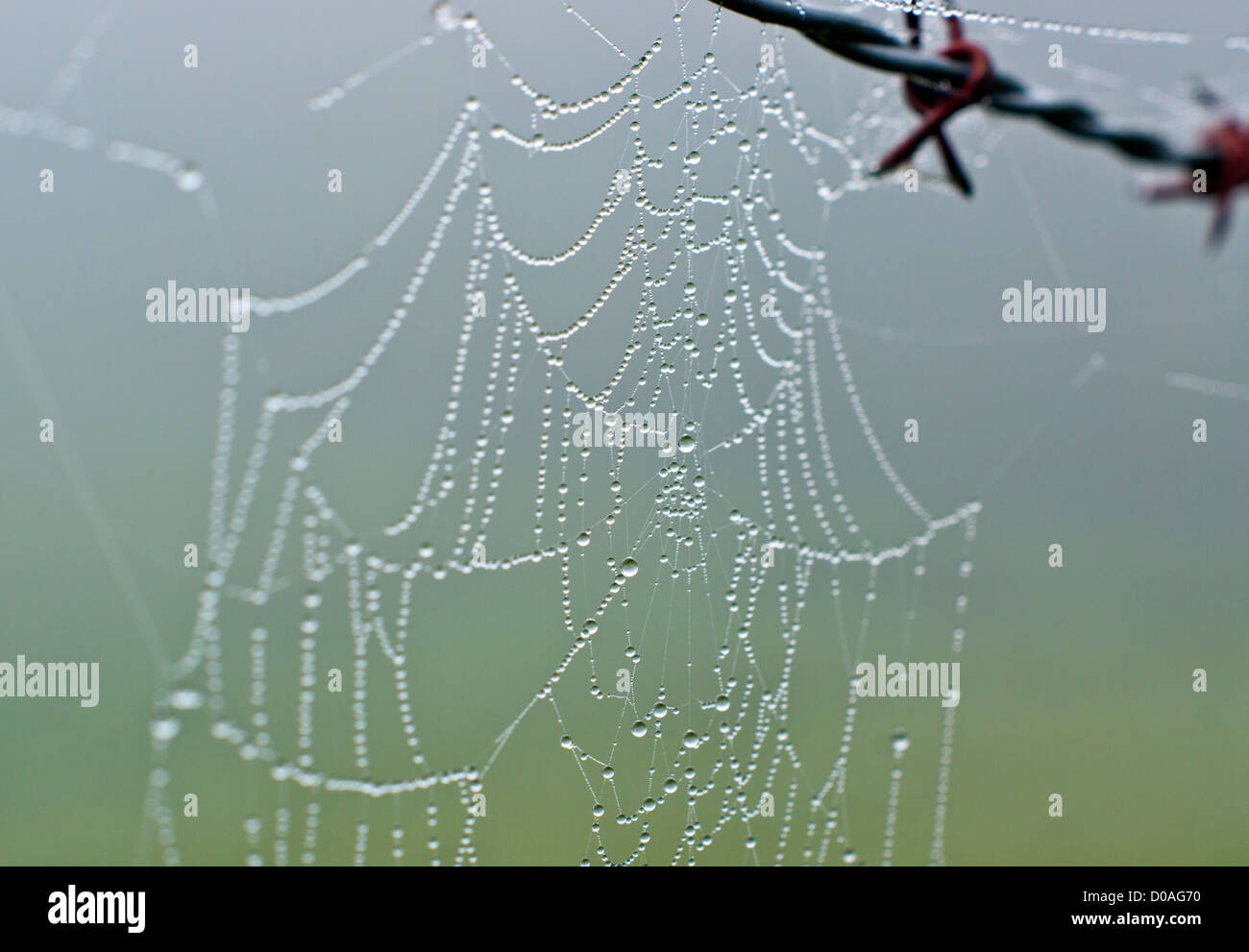 Wire cobweb hi-res stock photography and images - Alamy