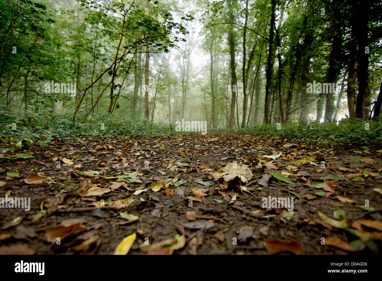 Wooded area in mist, Autumn Stock Photo - Alamy