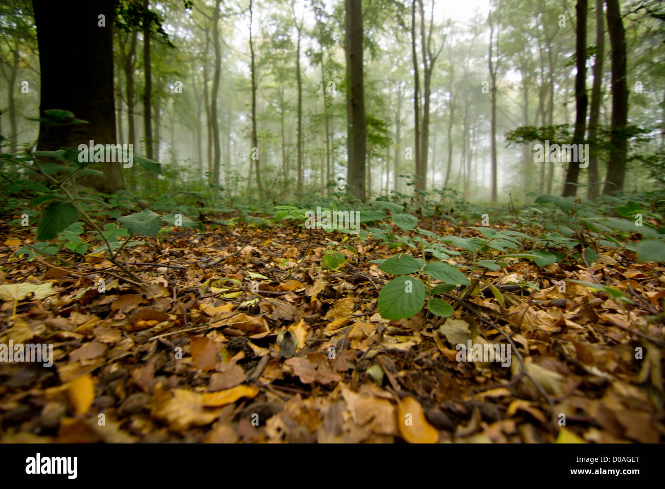 Wooded area in mist, Autumn Stock Photo - Alamy