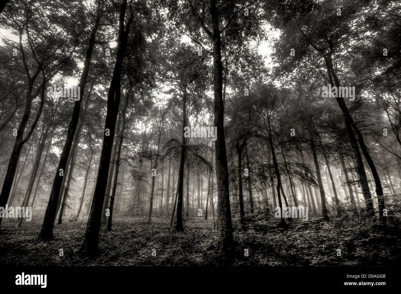 Wooded area in mist, Autumn Stock Photo - Alamy