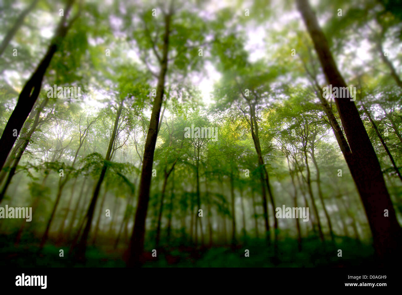 Wooded area in mist, Autumn Stock Photo - Alamy