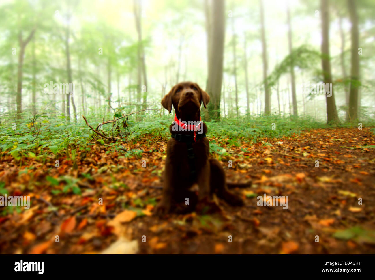 Week old chocolate labrador puppy hi-res stock photography and images ...