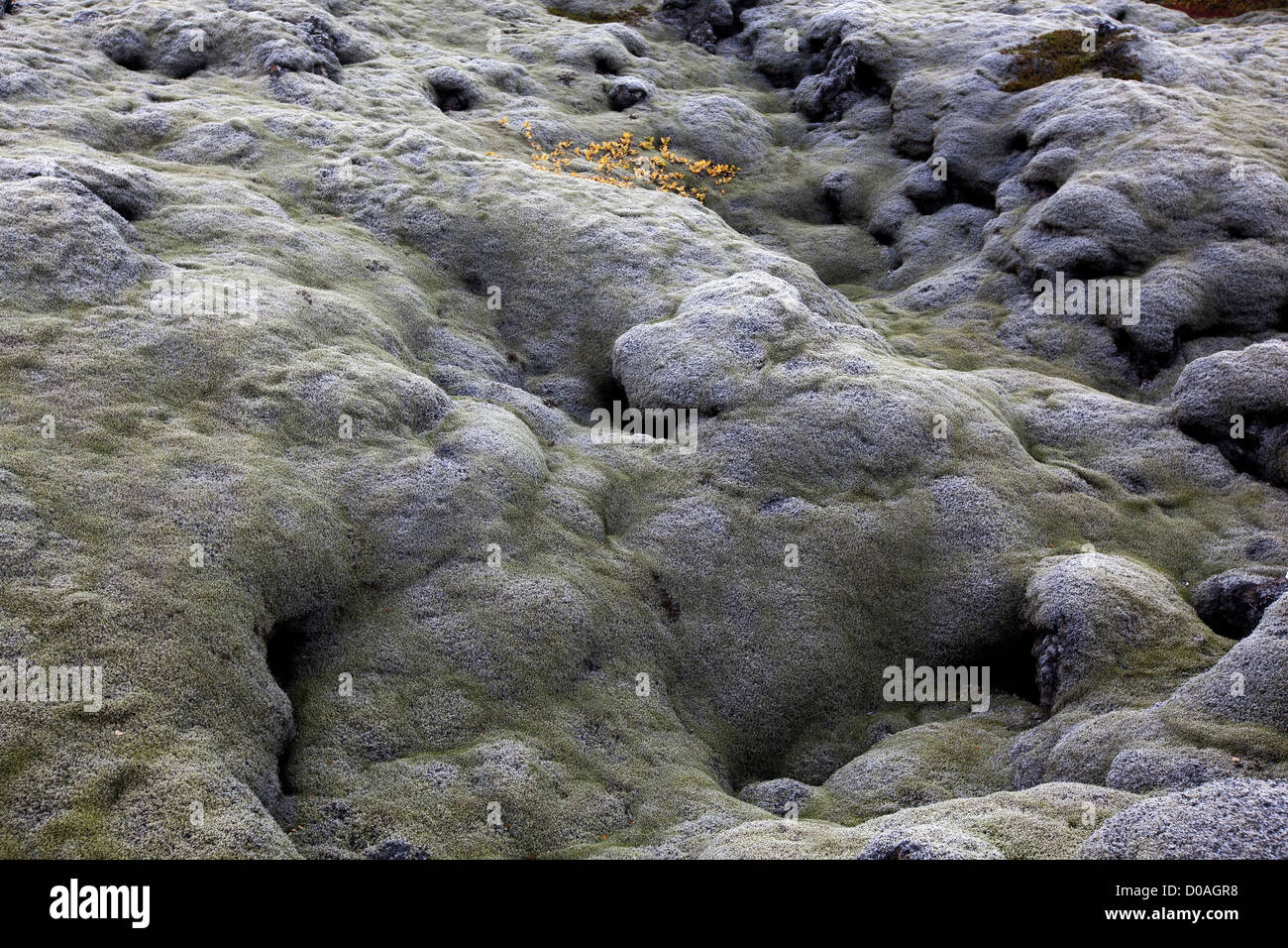 GRAY MOSS IN THE AREA AROUND DJUPADALUR WESTERN FJORDS ICELAND EUROPE ...