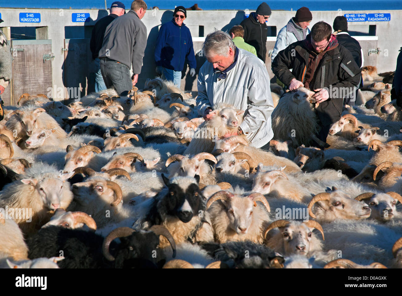 BREEDERS AMONGST LIVESTOCK BIG ROUND-UP HERDS SHEEP (RETTIR IN ...