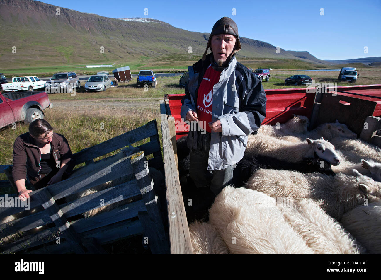 ICELANDIC MAN ON HIS TRACTOR BIG ROUND-UP HERDS SHEEP (RETTIR IN ...