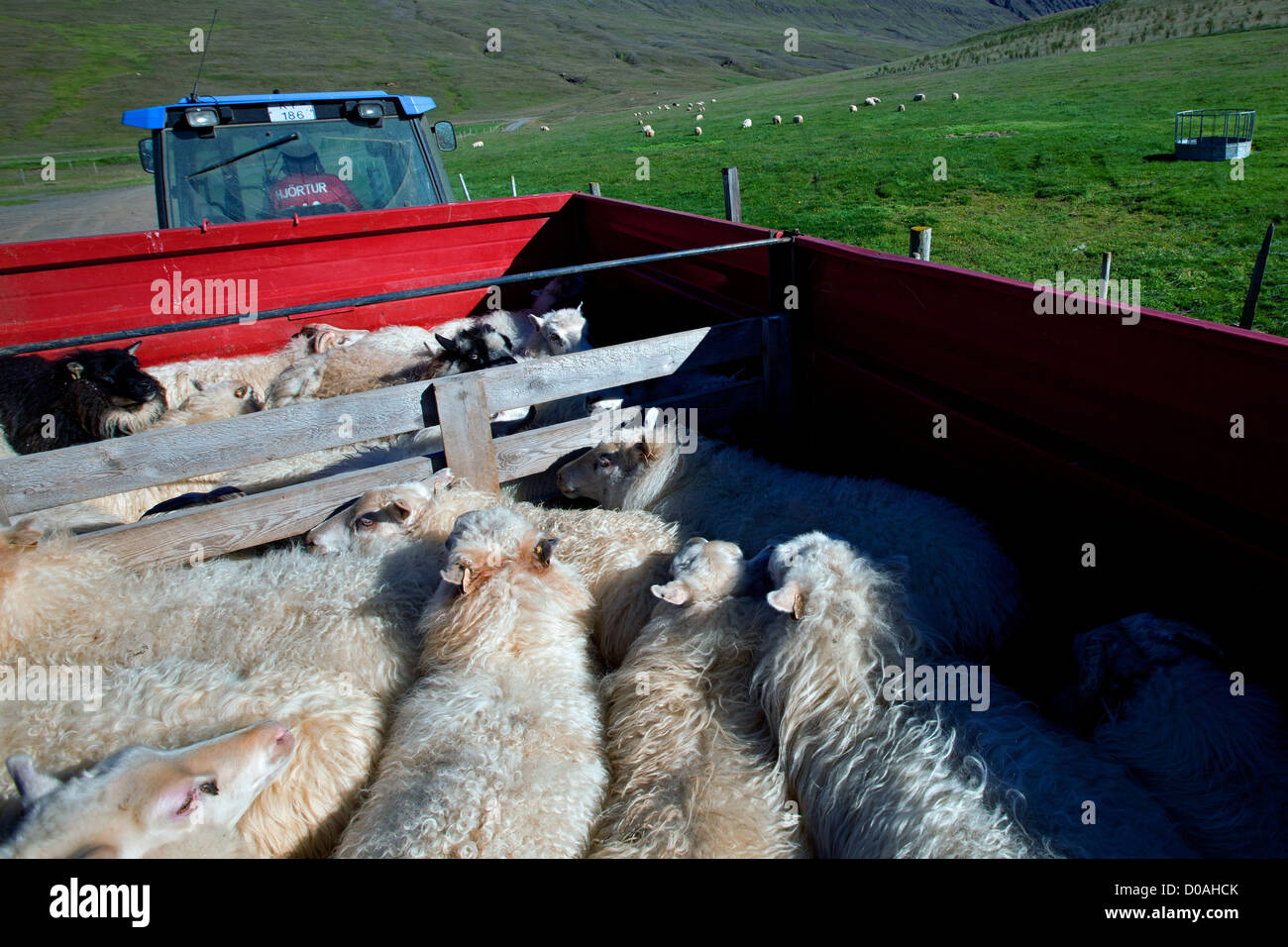 TRACTOR FULL SHEEP BIG ROUND-UP HERDS SHEEP (RETTIR IN ICELANDIC ...