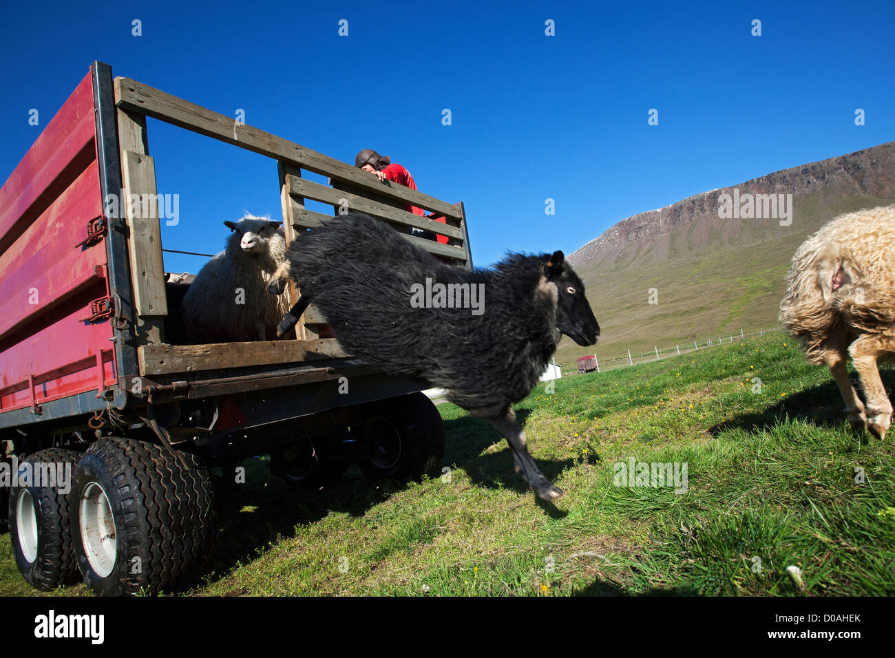 PUTTING SHEEP BACK IN THEIR ENCLOSURE BIG ROUND-UP HERDS SHEEP (RETTIR ...