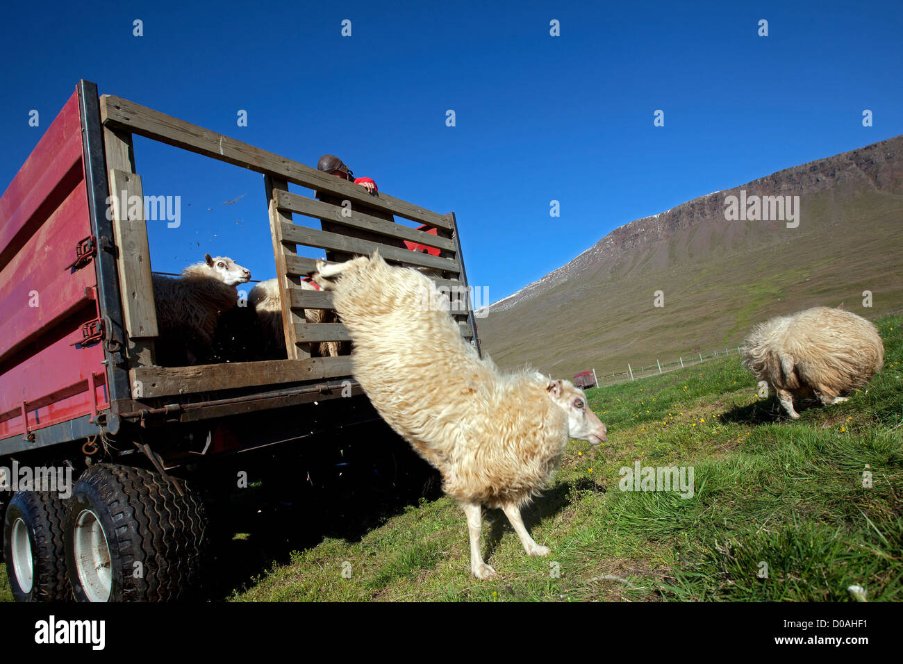 PUTTING SHEEP BACK IN THEIR ENCLOSURE BIG ROUND-UP HERDS SHEEP (RETTIR ...