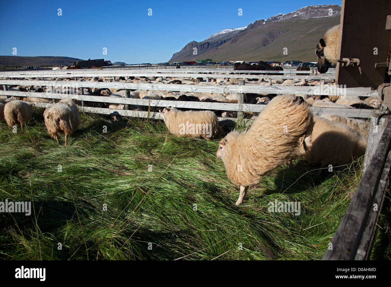 Livestock in truck europe hi-res stock photography and images - Alamy
