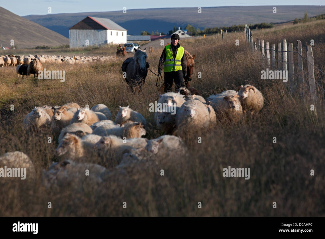 HORSEMEN BRINGING BACK LIVESTOCK DURING BIG ROUND-UP HERDS SHEEP ...