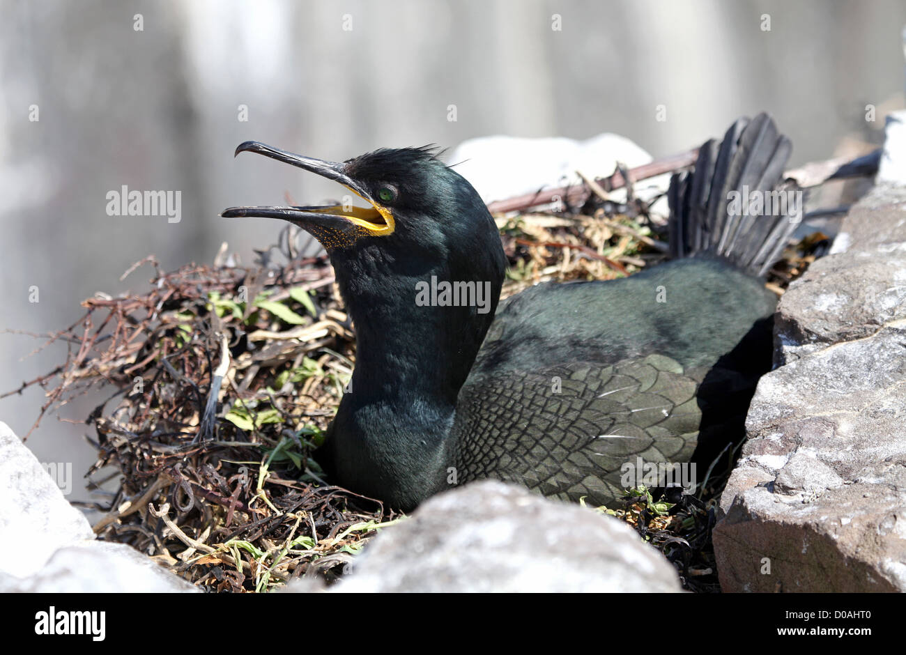 Black shags hi-res stock photography and images - Alamy