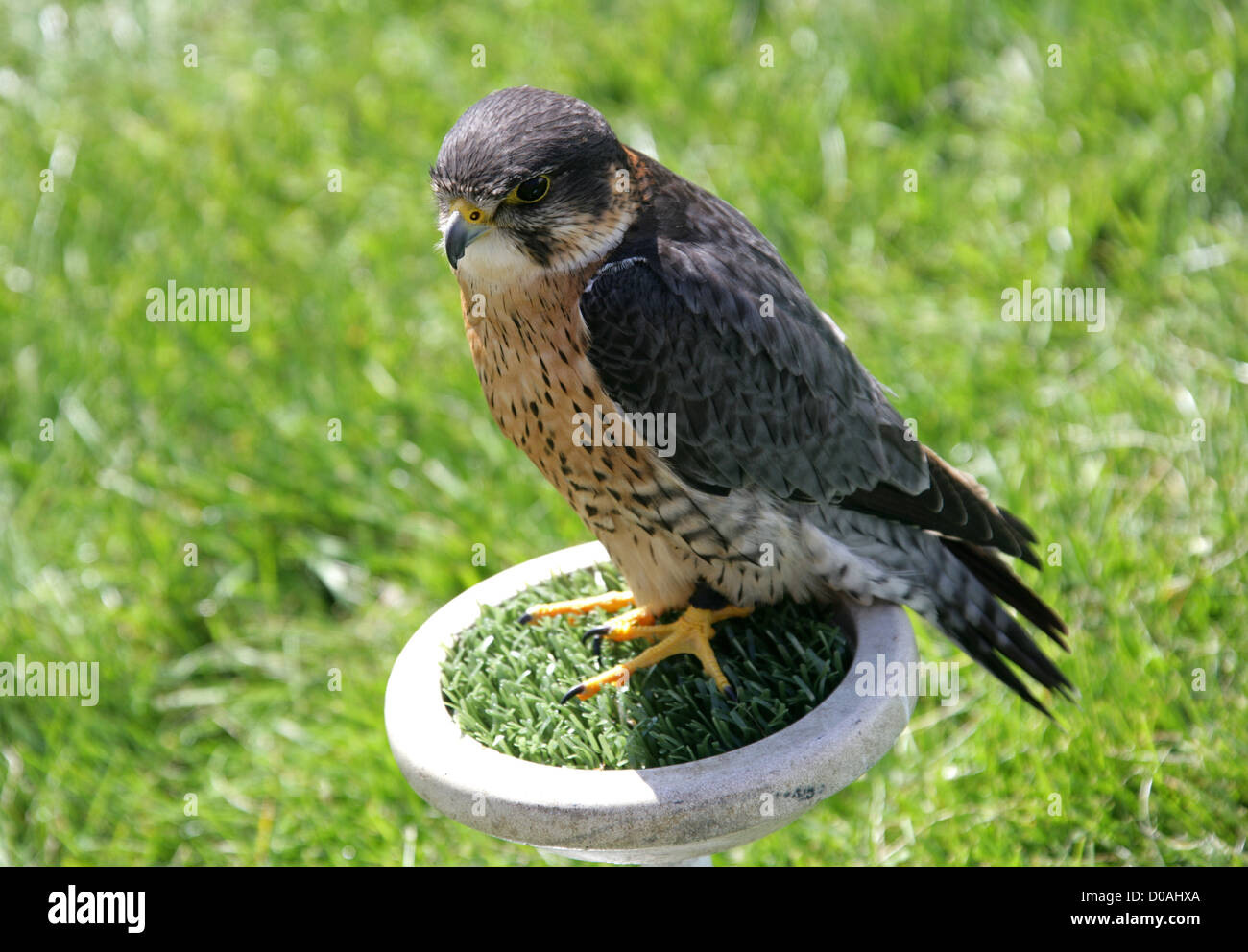 Peregrine/Merlin Falcon, Falco peregrinus x Falco columbarius. A cross ...