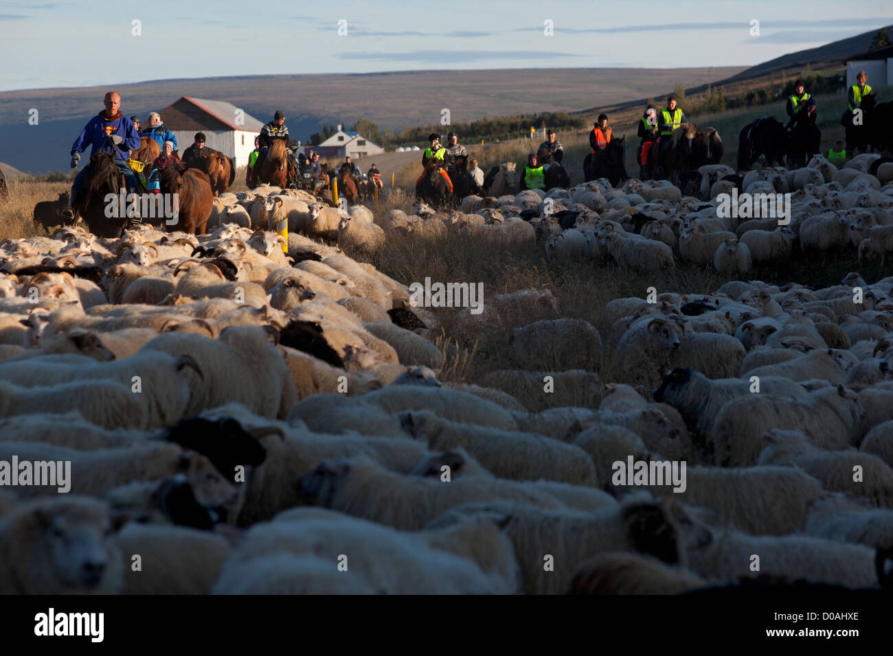 HORSEMEN BRINGING BACK LIVESTOCK DURING BIG ROUND-UP HERDS SHEEP ...