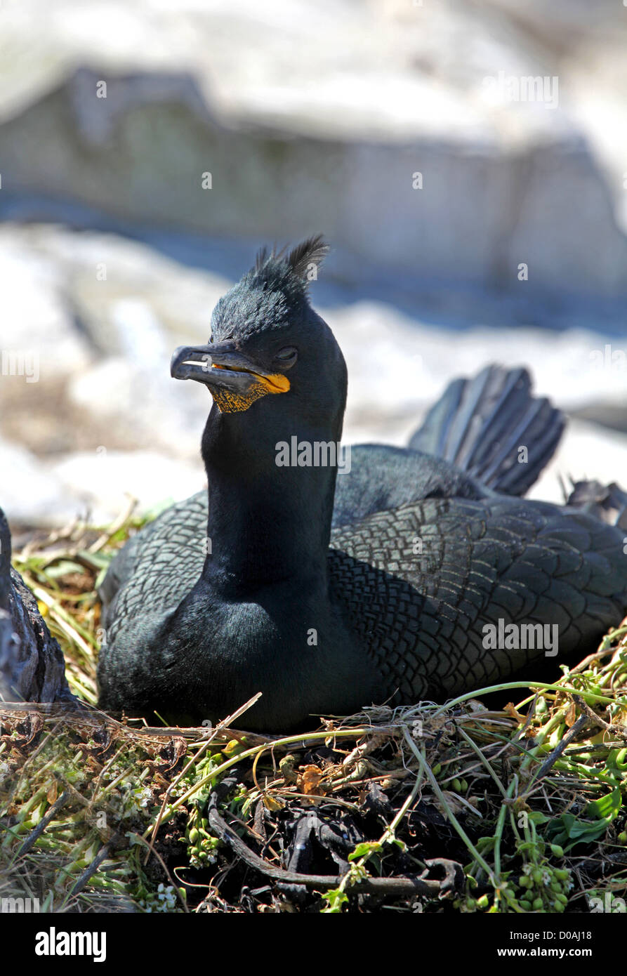 Nesting of birds hi-res stock photography and images - Alamy