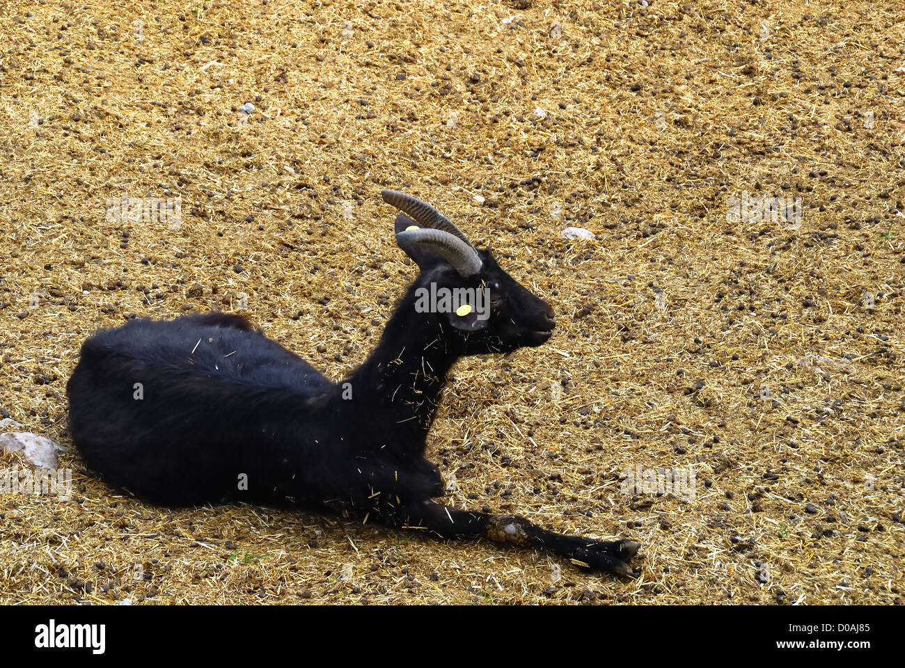 Goat paw hi-res stock photography and images - Alamy