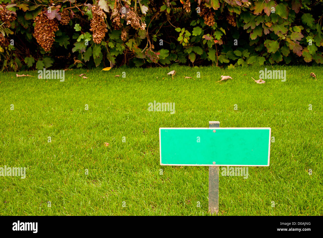 Green grass with a sign and a bush, horizontal shot with copy space ...