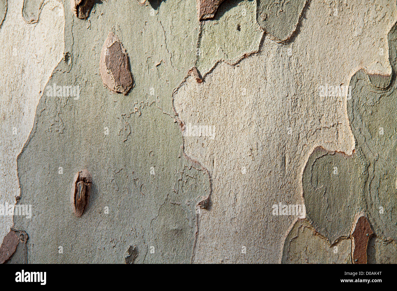 Platanus tree bark ideal for backgrounds and compositions horizontal ...