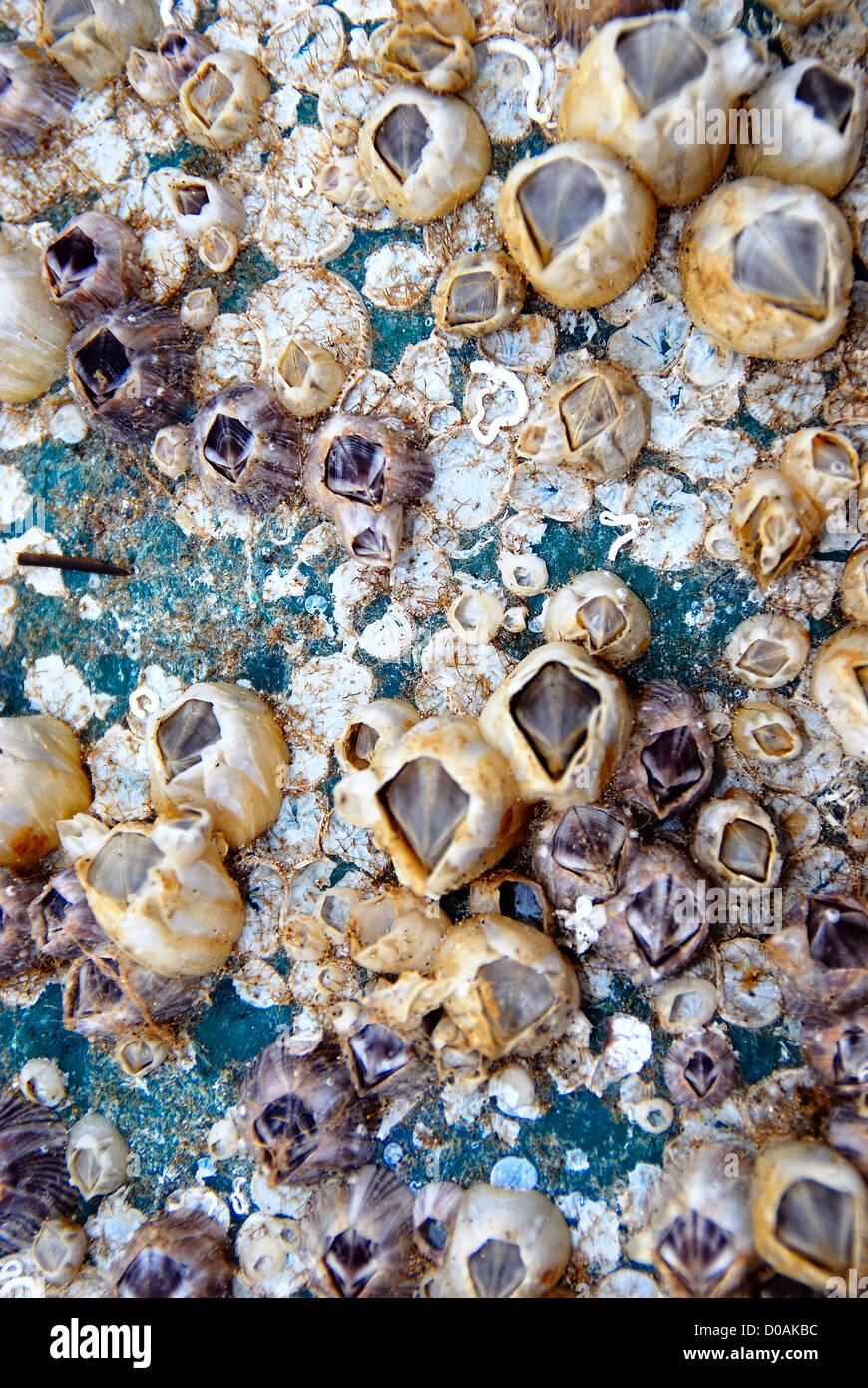 Percebes En El Mar