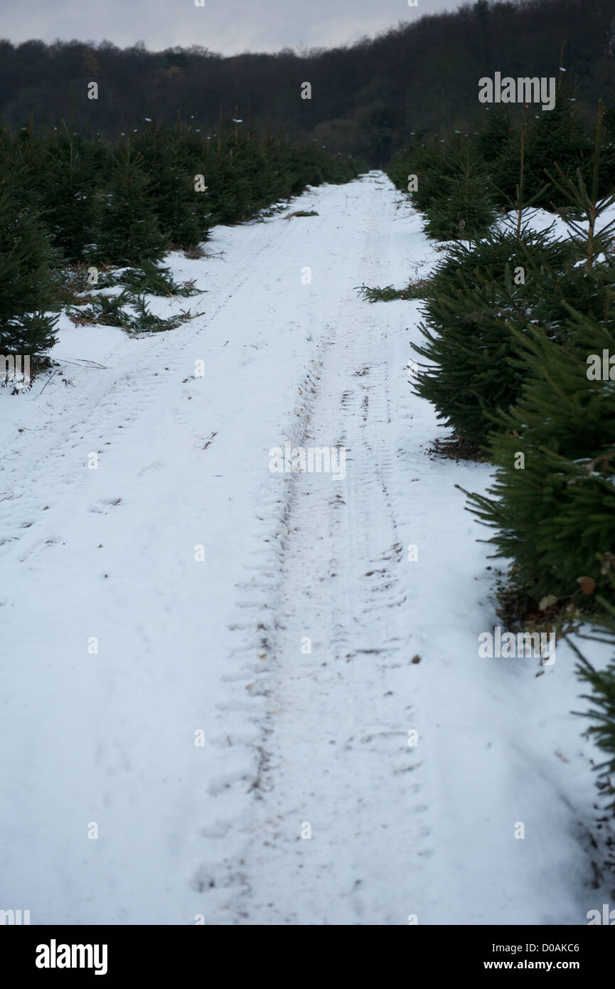 Chesham Christmas Tree Farm Snow scenes in Buckinghamshire ...