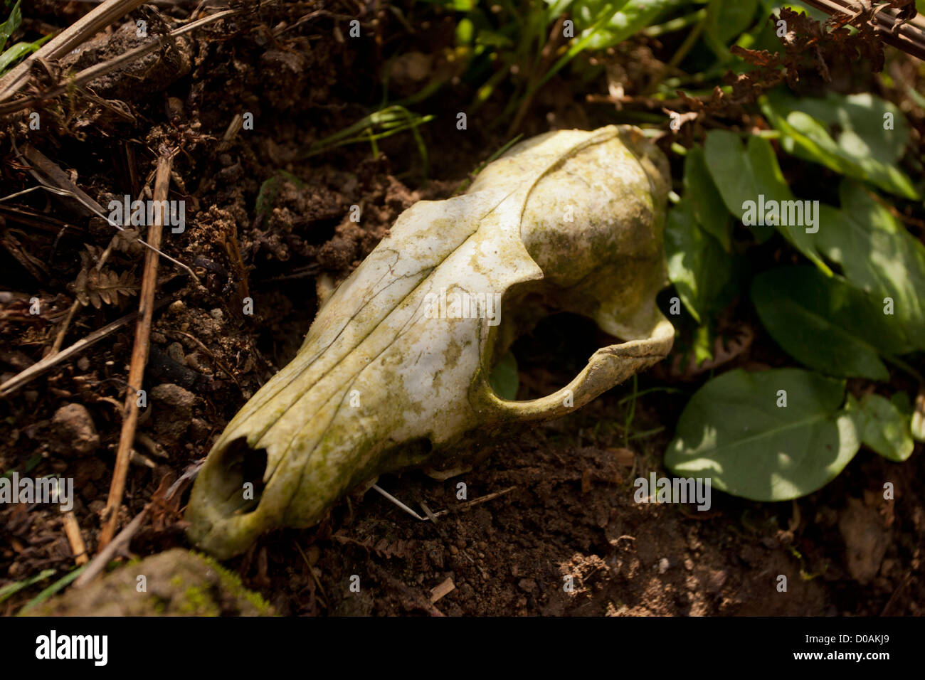 Red Fox (Vulpes vulpes) Skull, Nanclerda, Cornwall, UK Stock Photo - Alamy