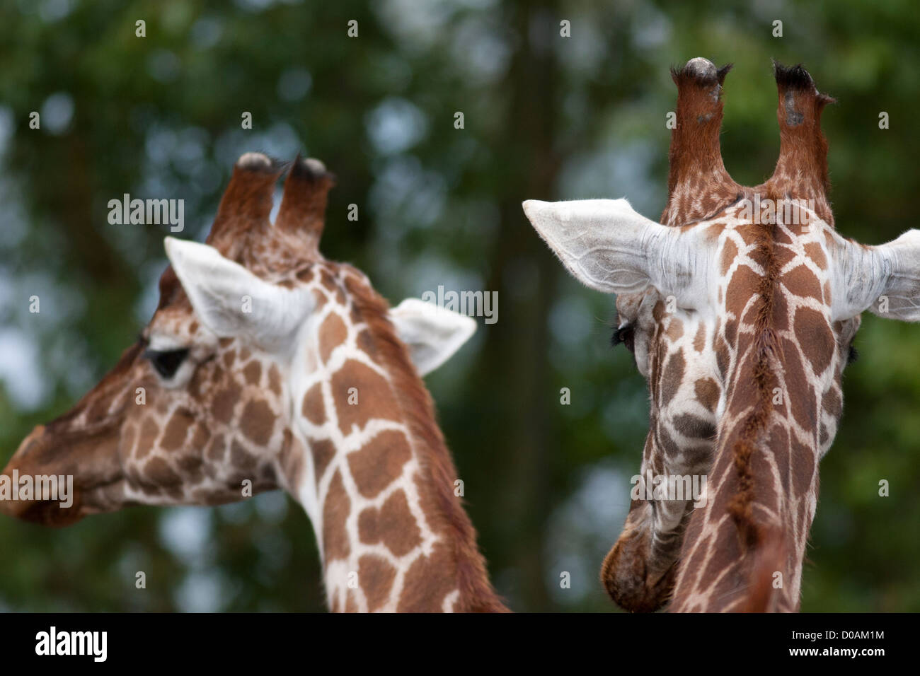 Rear View of Two Giraffes Stock Photo - Alamy